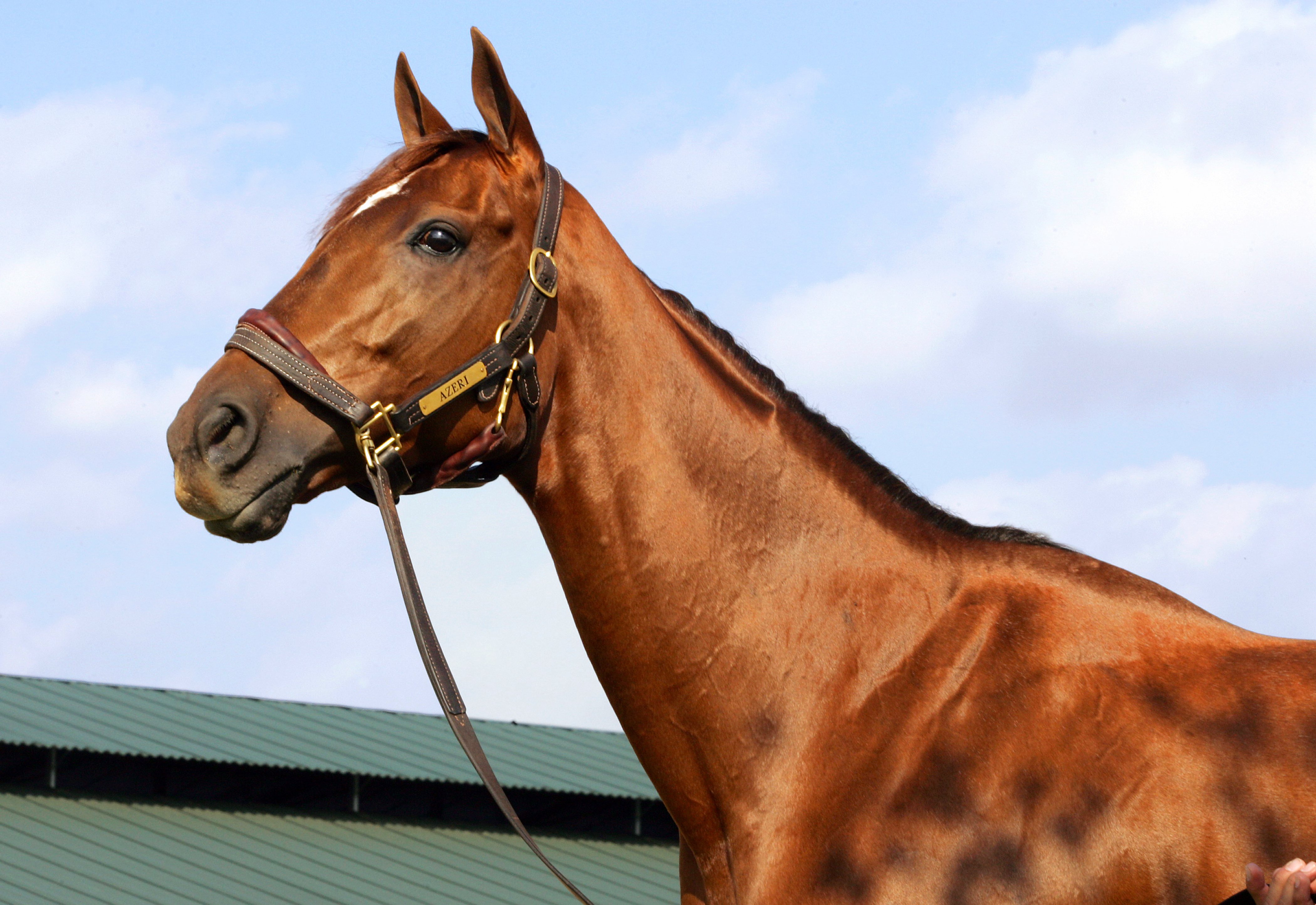 Azeri (KY) | National Museum of Racing and Hall of Fame