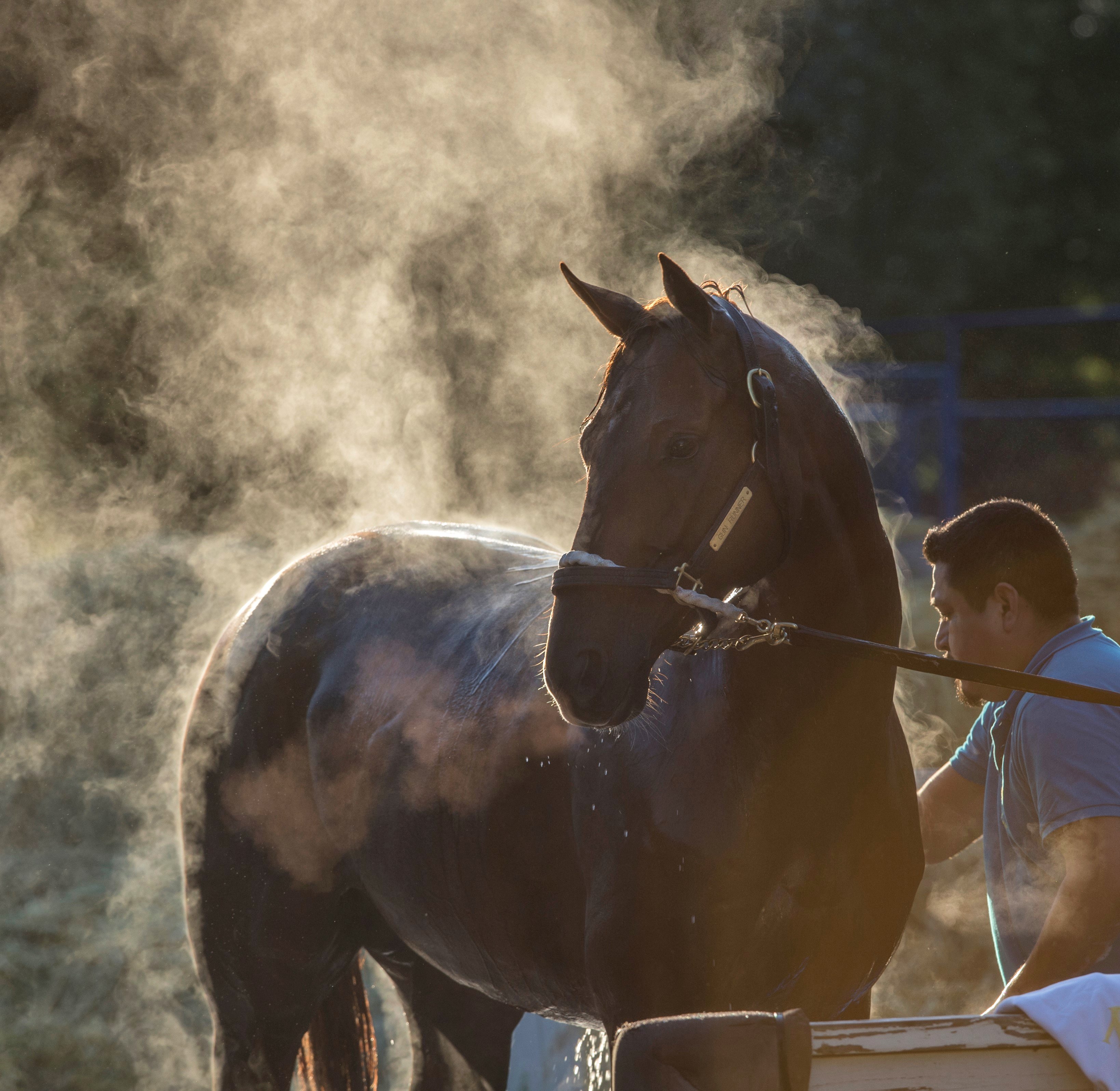 Gun Runner (KY) | National Museum of Racing and Hall of Fame
